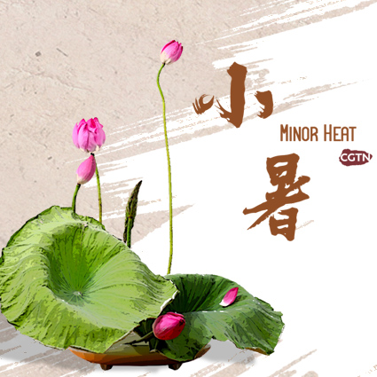 Minor Heat: Savor the charm of lotus flowers in summertime - CGTN