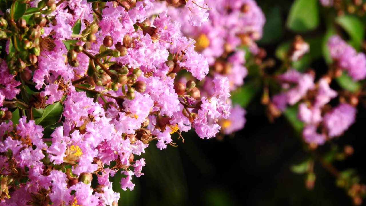 City of Wild: Crape myrtle blooms in Beijing's summer - CGTN