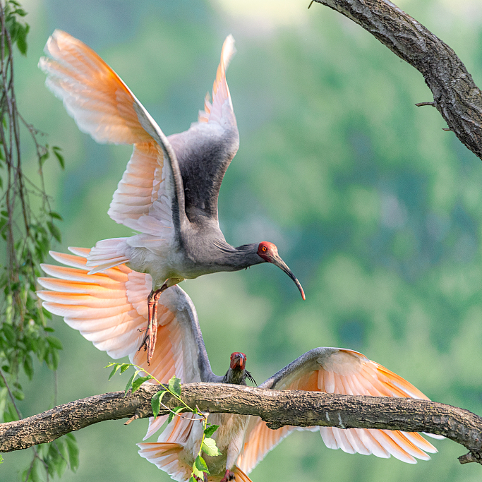 Live: Meet the wild crested ibis family in NW China - CGTN