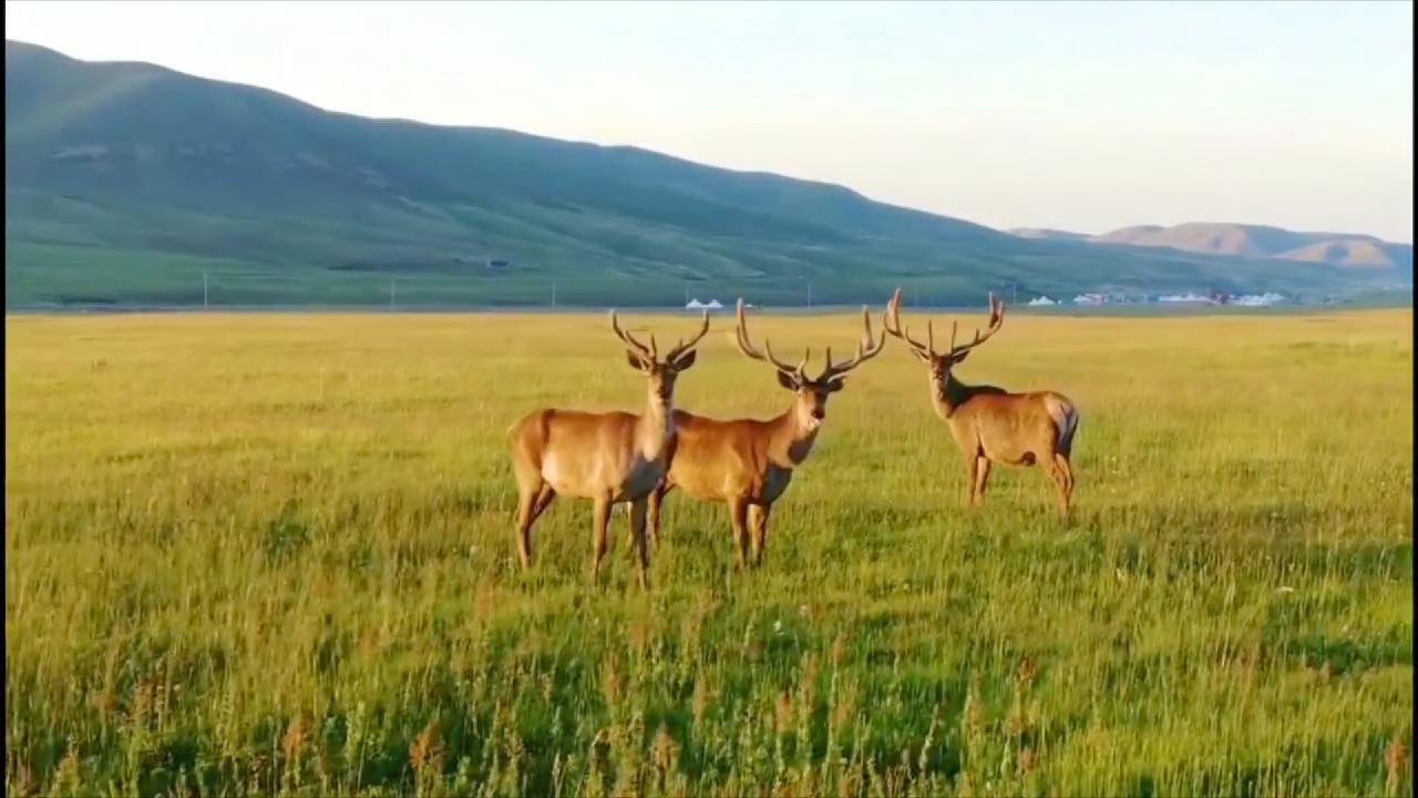Deer frolic in the grasslands of NW China - CGTN