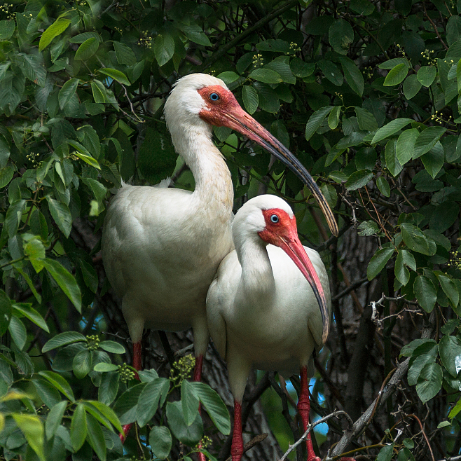 Live: Wild crested ibises take care of newborn in NW China - CGTN