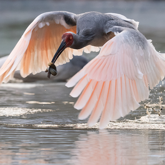 Live: The miraculous journey of Shaanxi's wild crested ibis family - CGTN