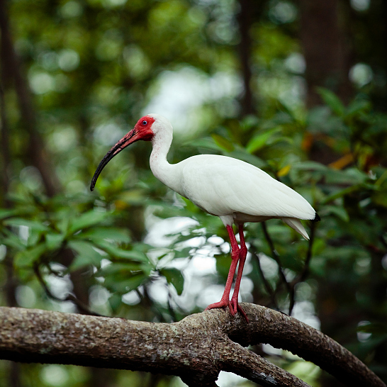 Live: Witness the growth of the wild crested ibis chick in NW China - CGTN