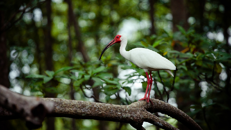 Live: Witness the growth of the wild crested ibis chick in NW China - CGTN