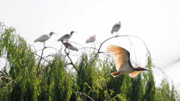 Live: Little wild crested ibis thrives in NW China - CGTN
