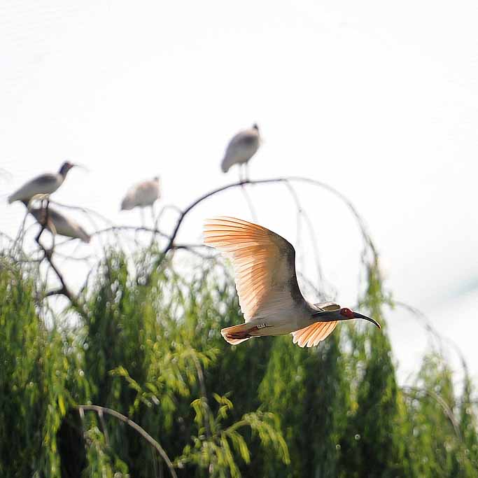 Live: Little wild crested ibis thrives in NW China - CGTN