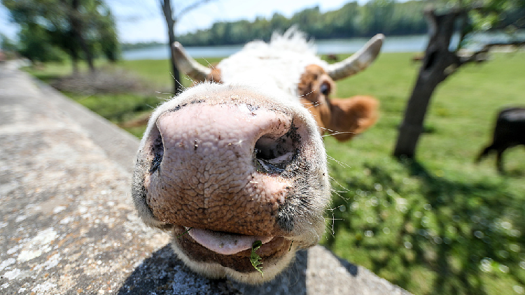 Burger King cooks up new feed recipe to make cows less gassy - CGTN