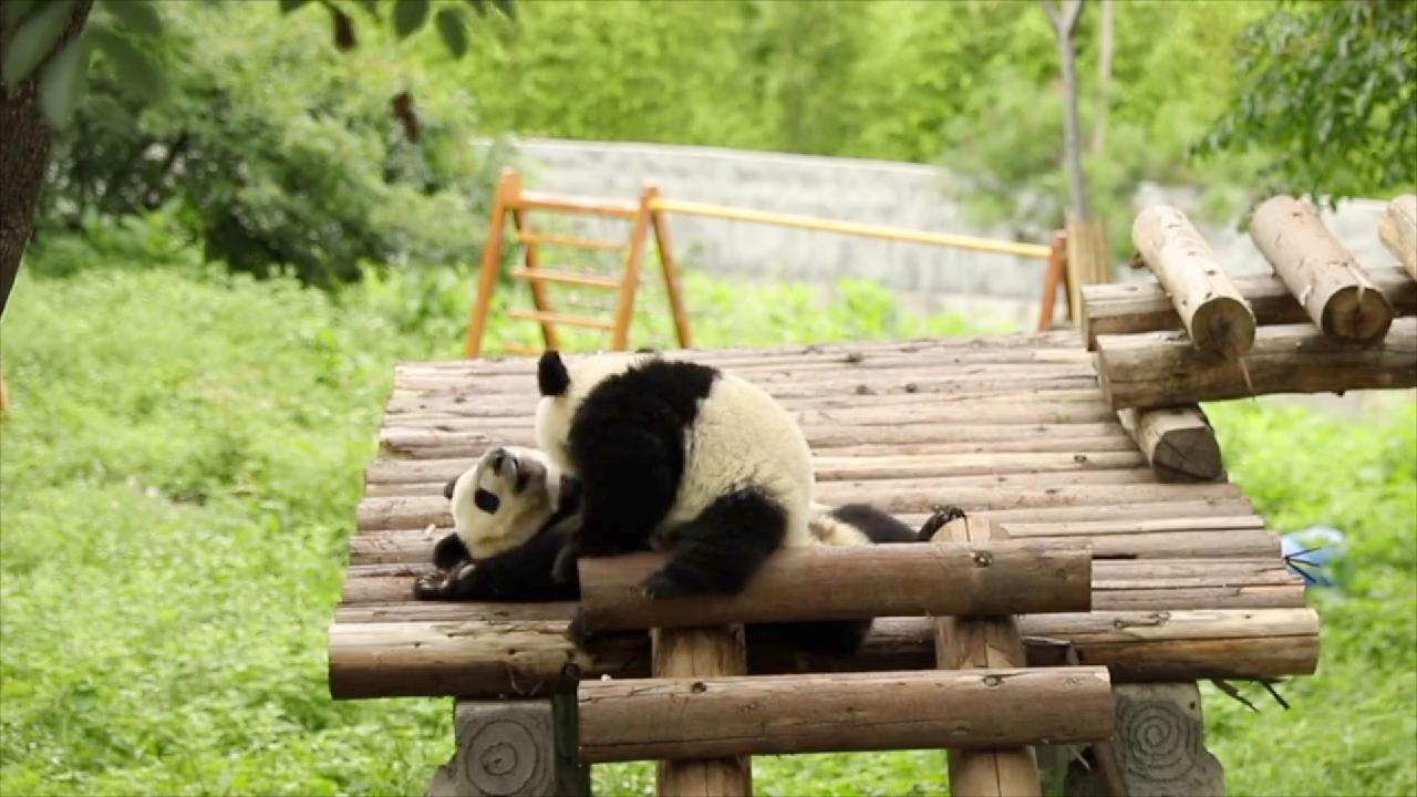 Panda twins enjoy toddlerhood in northwest China breeding center - CGTN