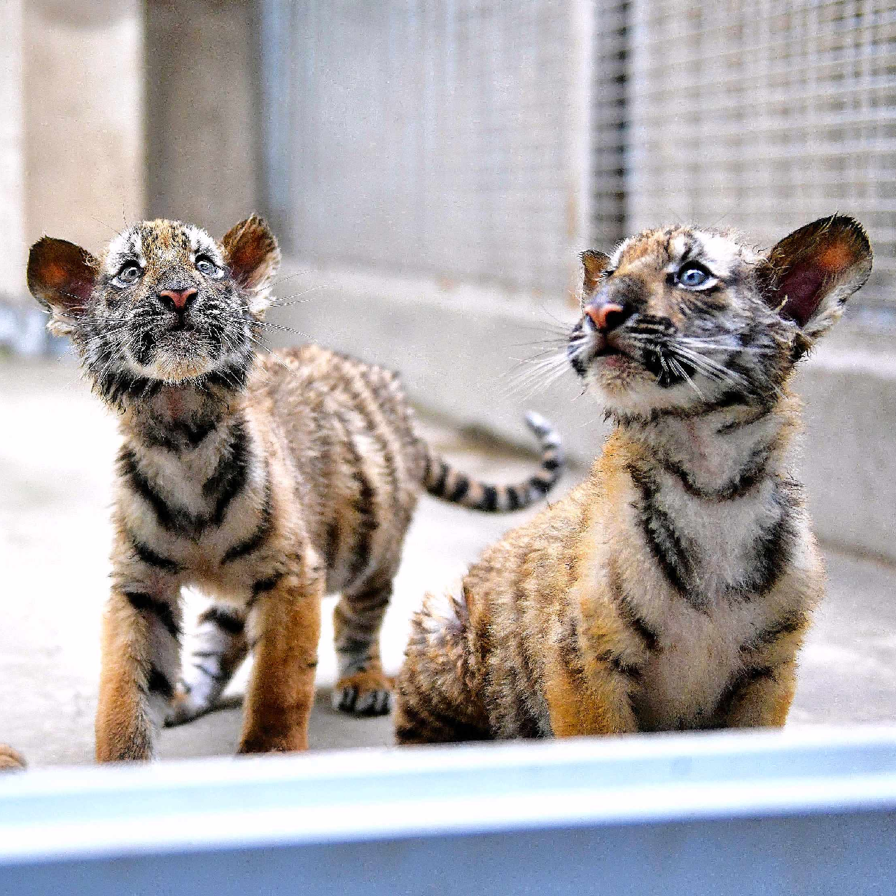 Cuteness alert! Three newborn South China tiger cubs are coming! - CGTN