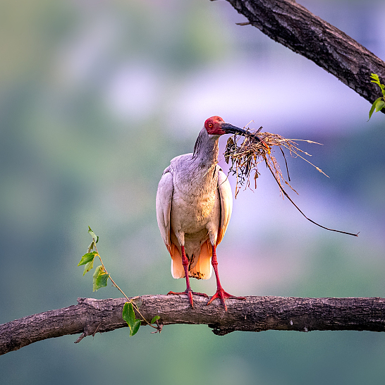 Live: Meet a little wild crested ibis in its nest - CGTN