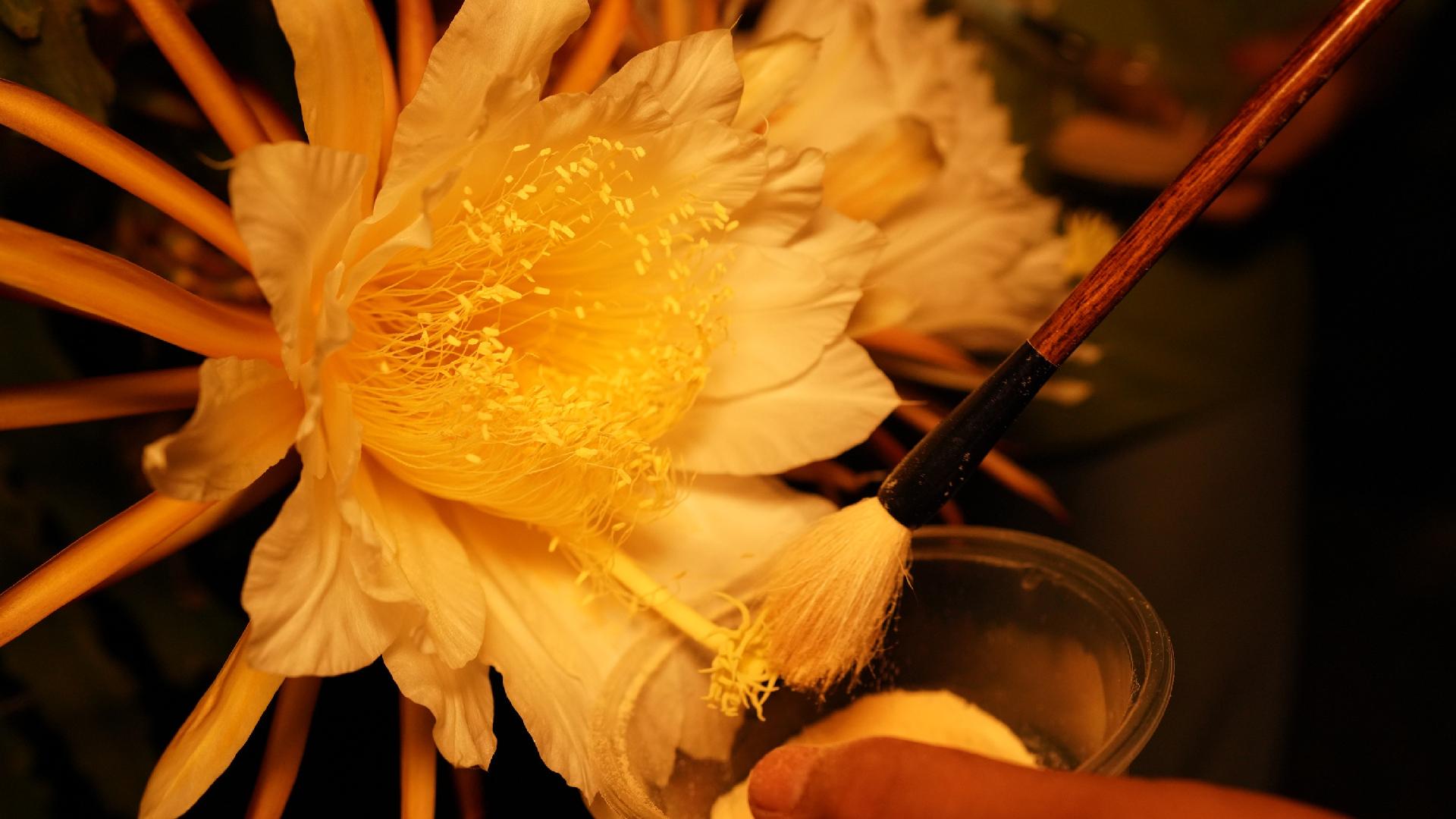 How do Chinese farmers hand-pollinate pitaya flowers? - CGTN
