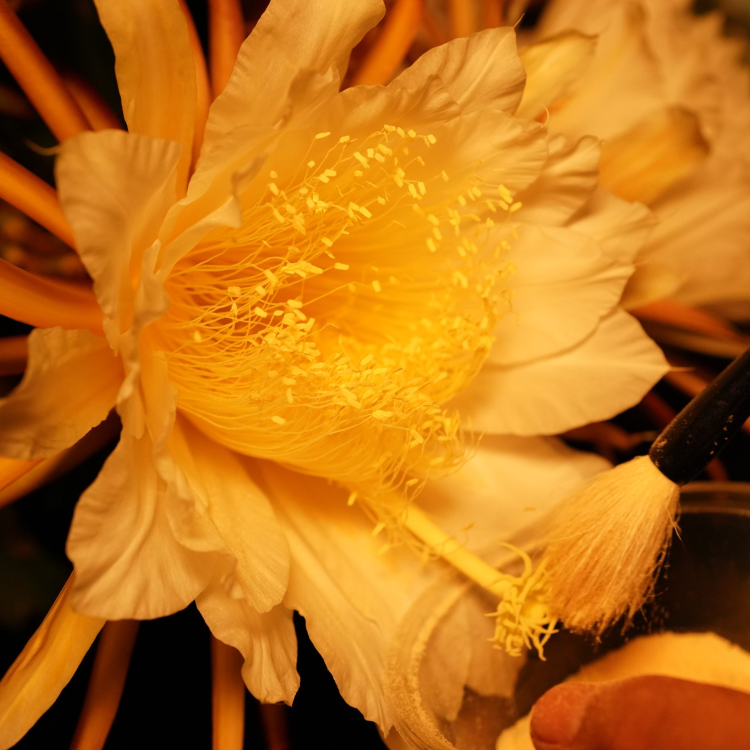 How do Chinese farmers hand-pollinate pitaya flowers? - CGTN