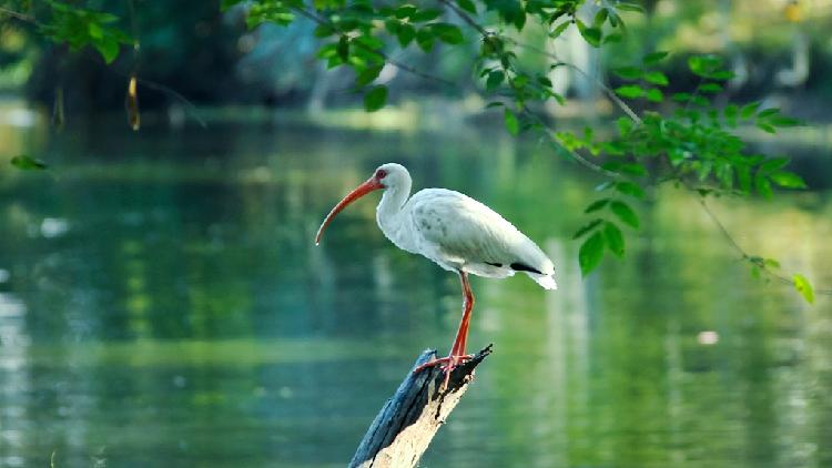 Live: Baby ibis thriving through summer with care of parents - CGTN