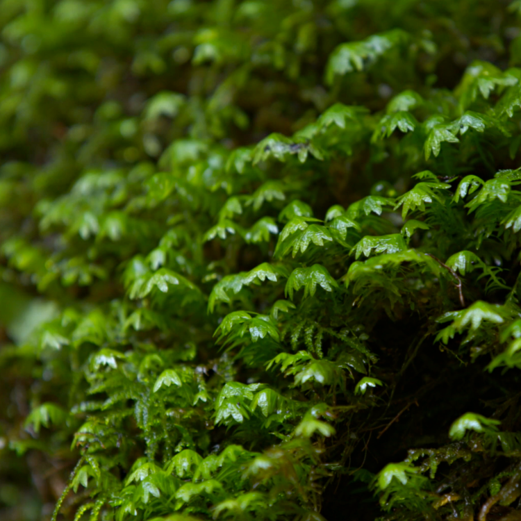Peat moss, a small body with a huge appetite - CGTN