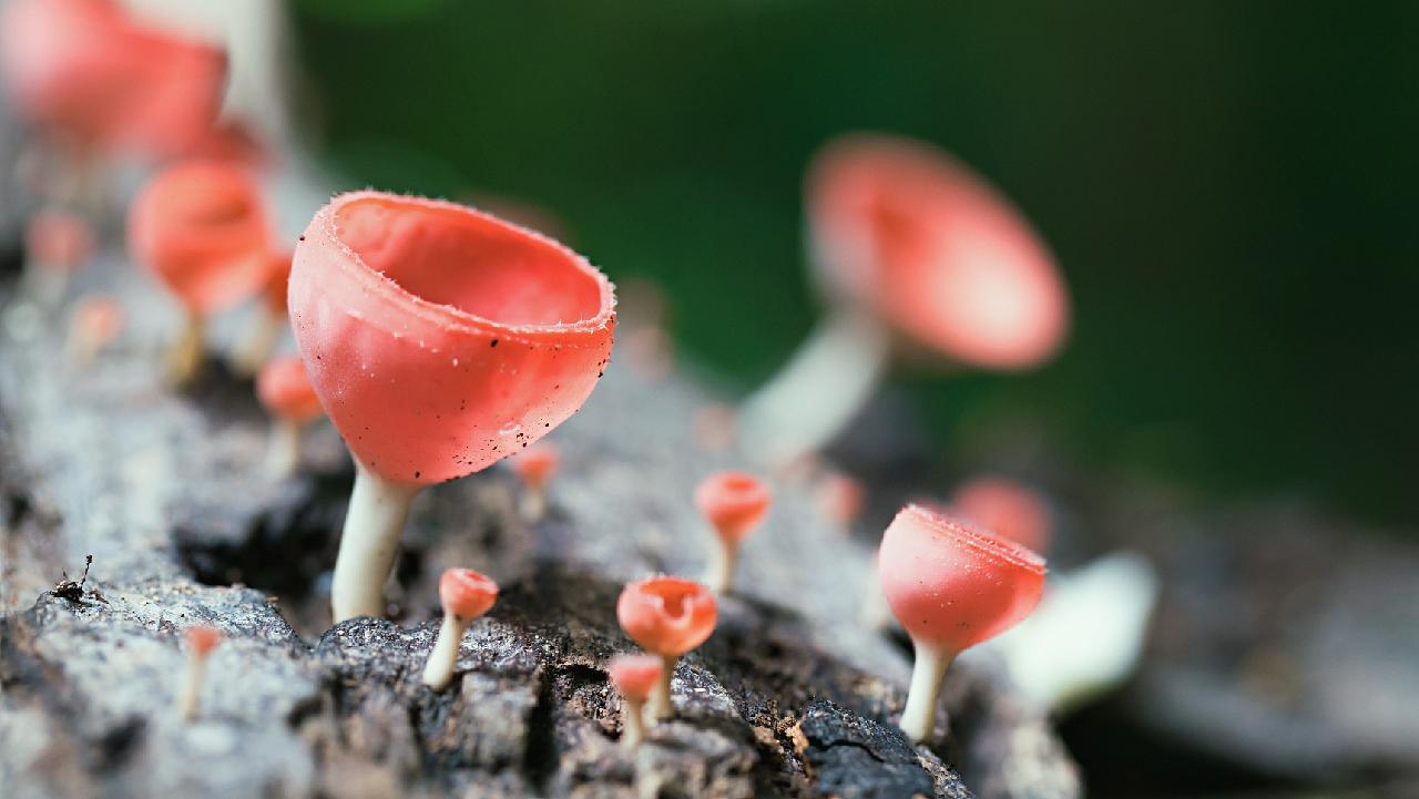 Alien fungi: The little cups - CGTN