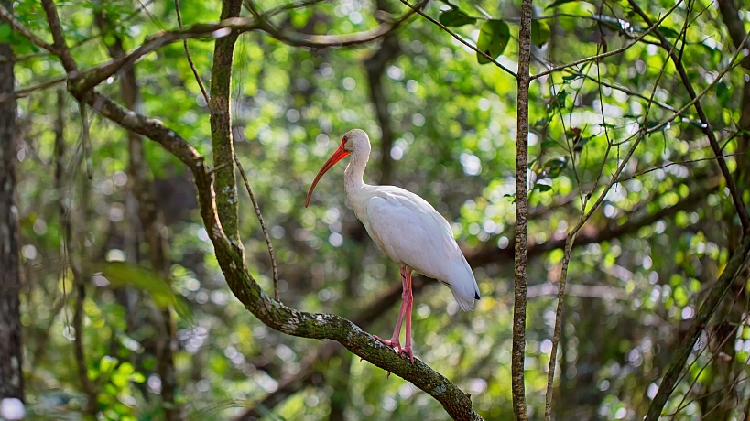 Live: Baby wild crested ibis thrives through summer - CGTN