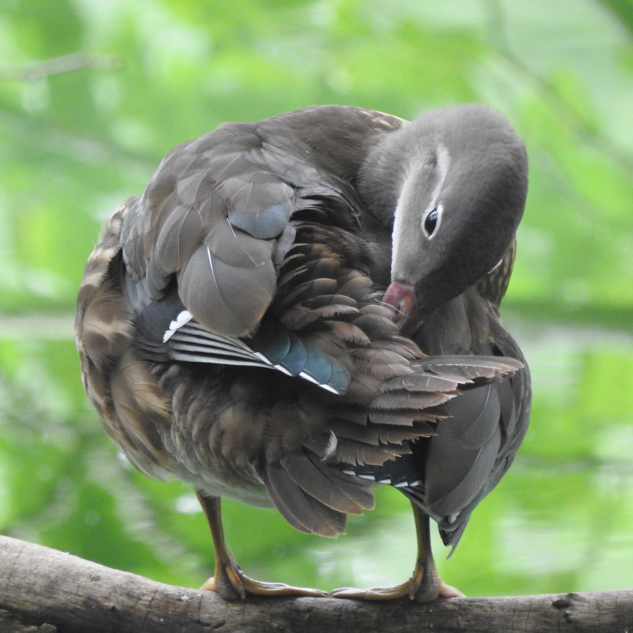 City of Wild: Mandarin ducks doze off in Beijing - CGTN