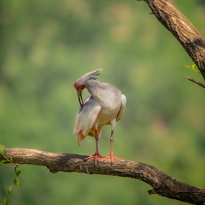 Live: Baby wild crested ibis grows up day by day - CGTN