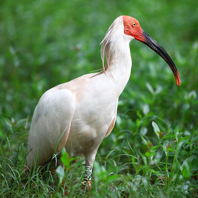More than 600 crested ibises born in northwest China province - CGTN