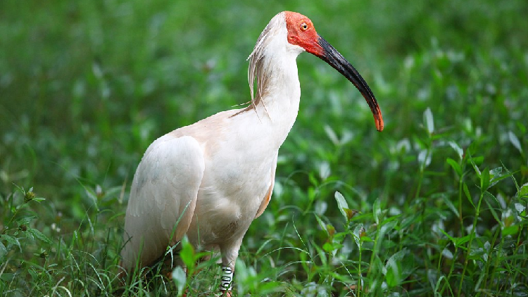 More than 600 crested ibises born in northwest China province - CGTN