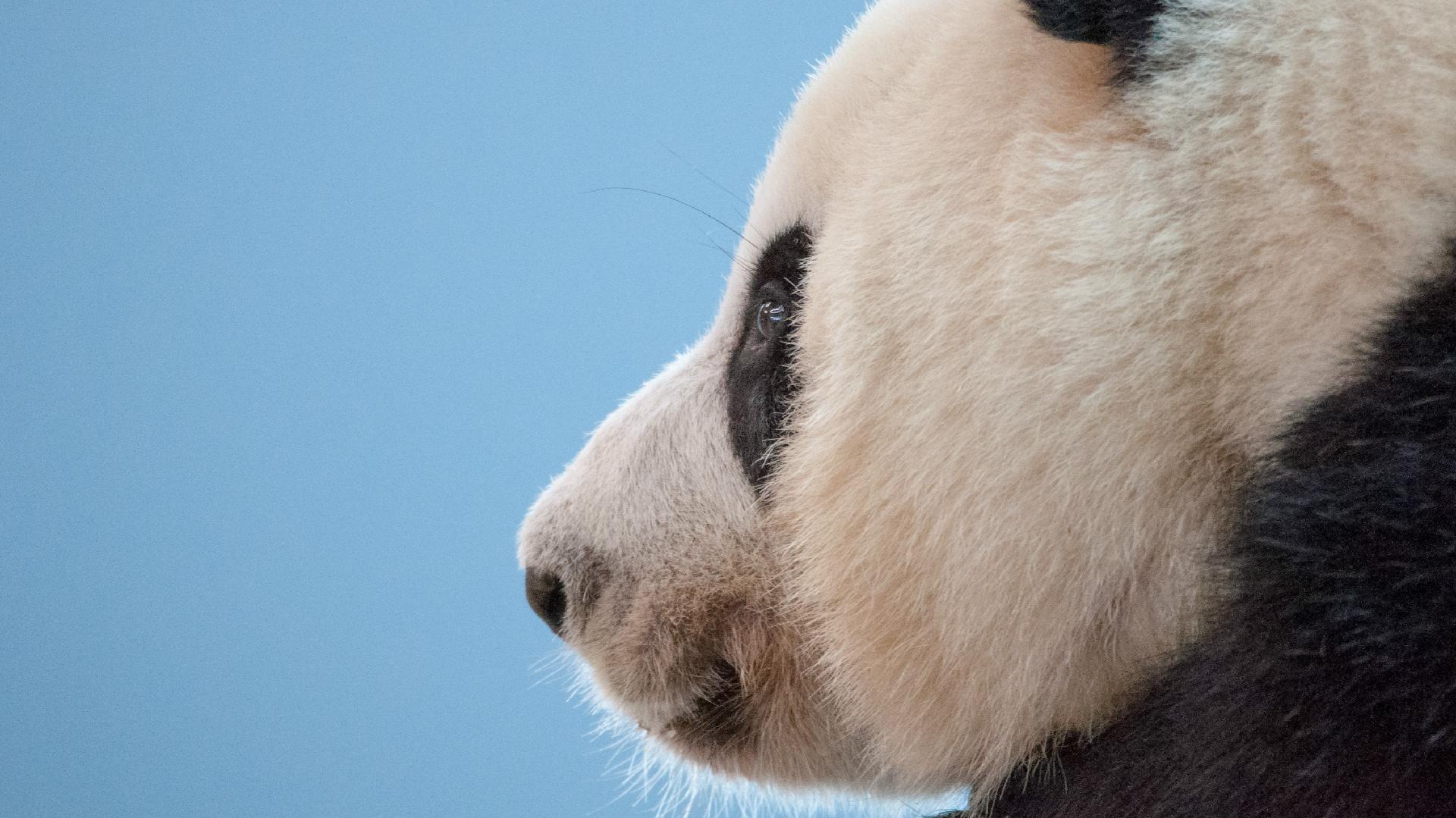 Giant panda taking on infrared cameras in SW China - CGTN