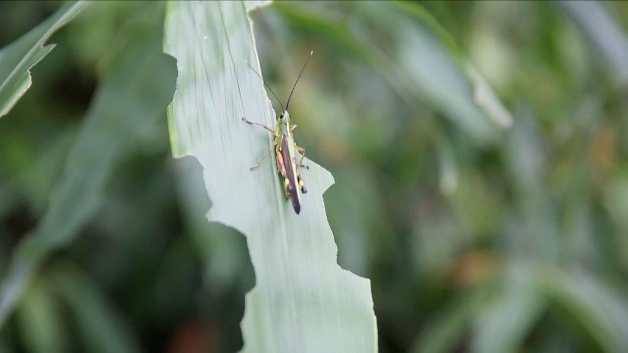 Swarms of locusts cross border into southwest China - CGTN