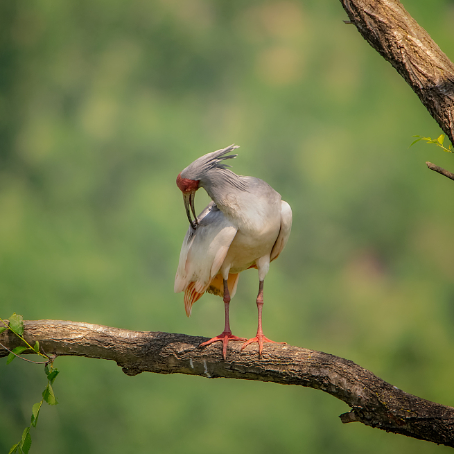Live: Daily life of a wild crested ibis family - CGTN