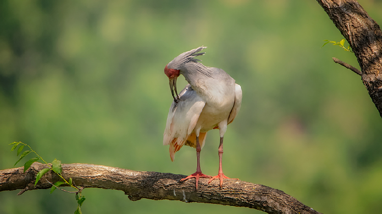 Live: Daily life of a wild crested ibis family - CGTN