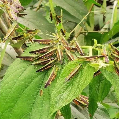 Battle against locust invasion underway in SW China - CGTN