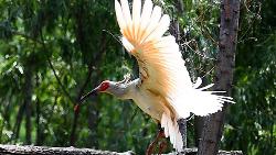Live: Witness the growth journey of a crested ibis newborn - CGTN