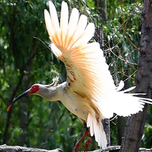 Live: Witness the growth journey of a crested ibis newborn - CGTN