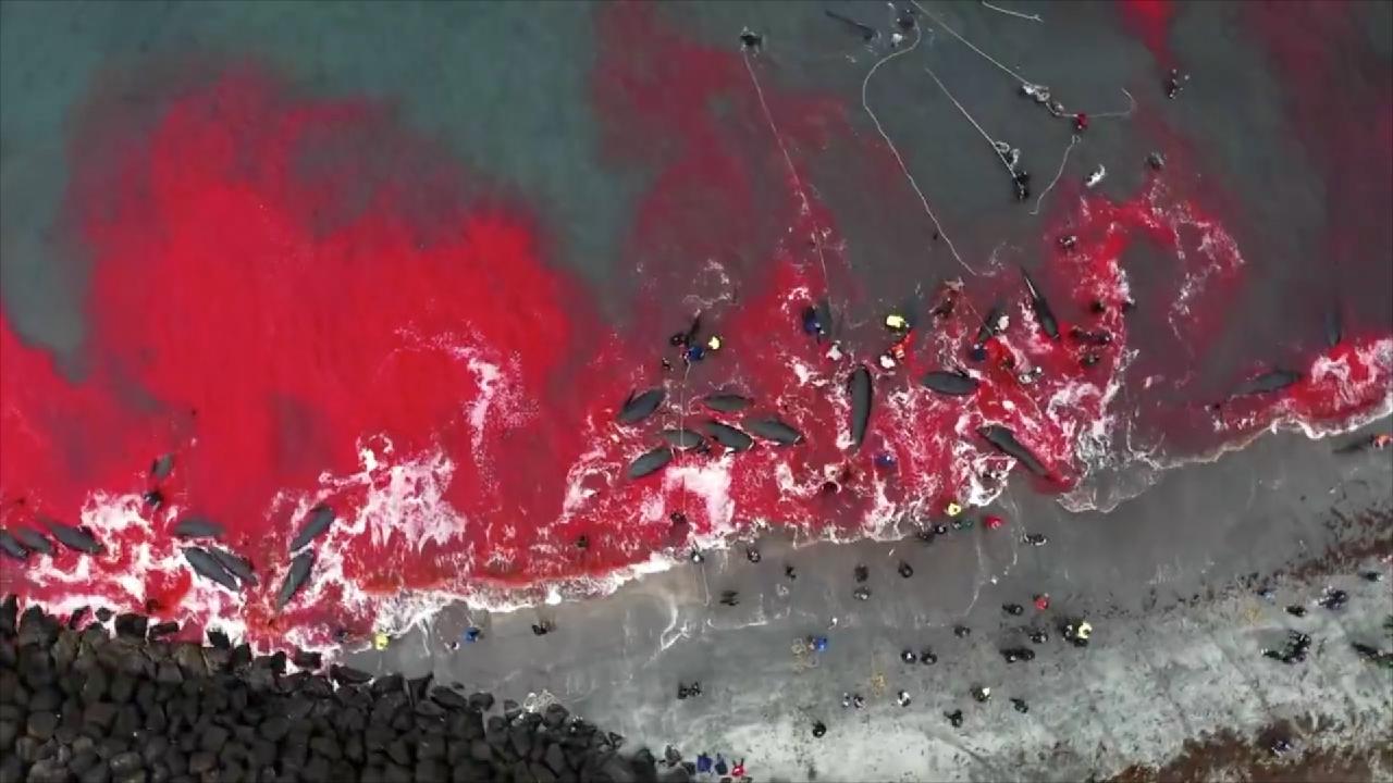 Danish whaling ritual turns bay red - CGTN