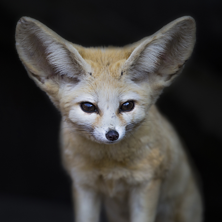Live: Meet the fennec fox — the smallest canid in the world! - CGTN