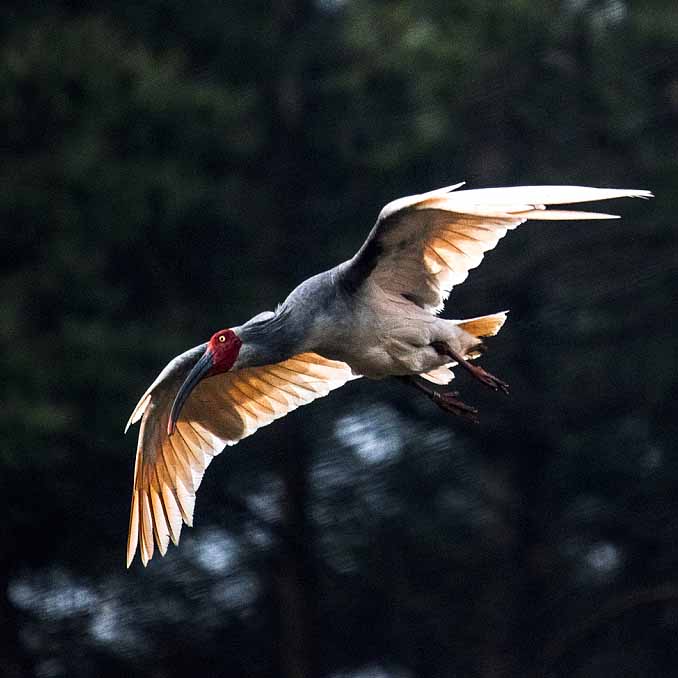 Live: When will the full moon baby ibis leave the nest and fly? - CGTN