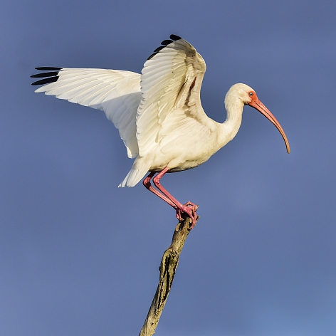 Live: Little crested ibis expected to spread wings and leave the nest ...