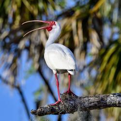 Live: Daily life of a wild crested ibis family in NW China - CGTN