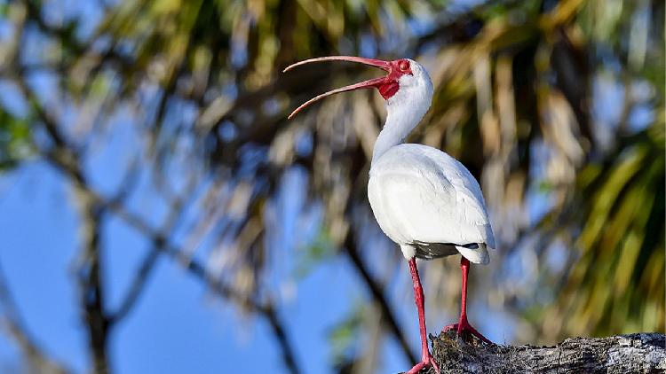 Live: Daily life of a wild crested ibis family in NW China - CGTN