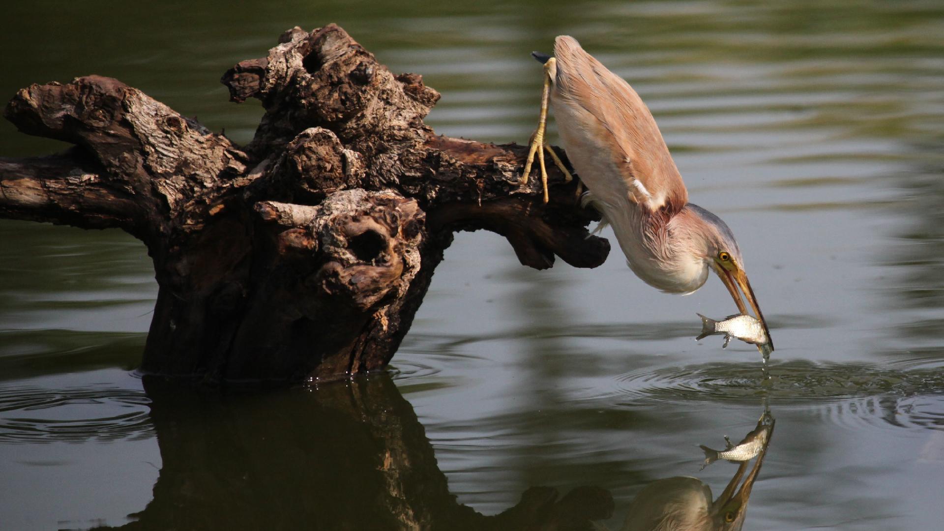'Fish catcher' yellow bittern shows off its stunt in NE China - CGTN