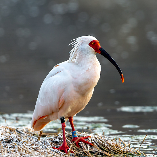 Live: The life of the wild crested ibis family in NW China - CGTN