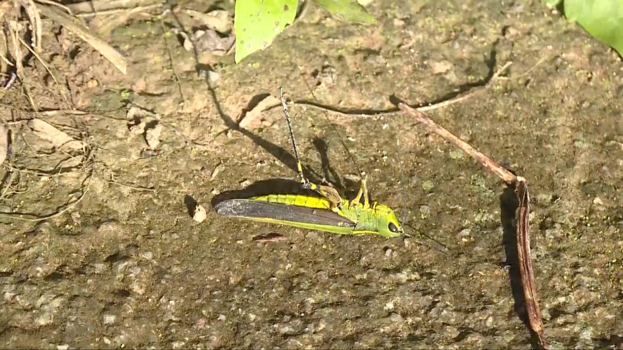 Southwest China continues to battle swarms of locusts - CGTN