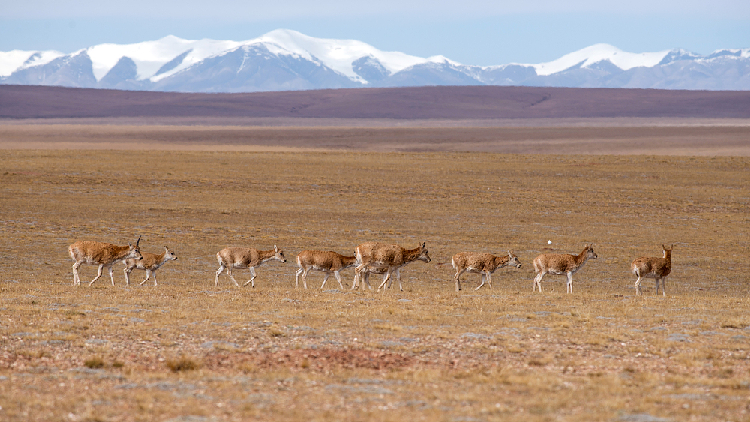 Tibetan antelopes start annual migration with offspring - CGTN