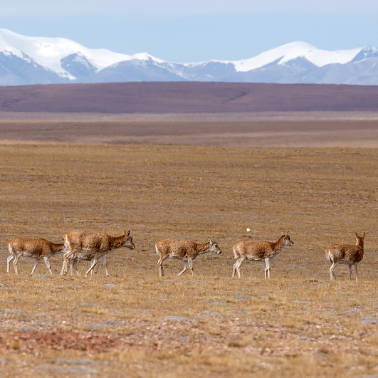 Tibetan antelopes start annual migration with offspring - CGTN