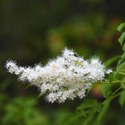 False spirea: The 'delicate version of plum blossom' - CGTN
