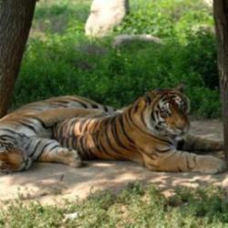 Live: Explore tigers' daily life in a wildlife park on Intl. Tiger Day ...