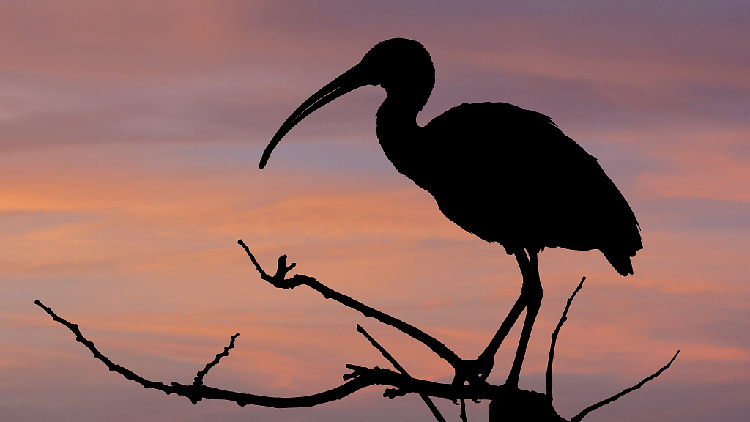 Live: Baby ibis thriving through summer with care of parents - CGTN