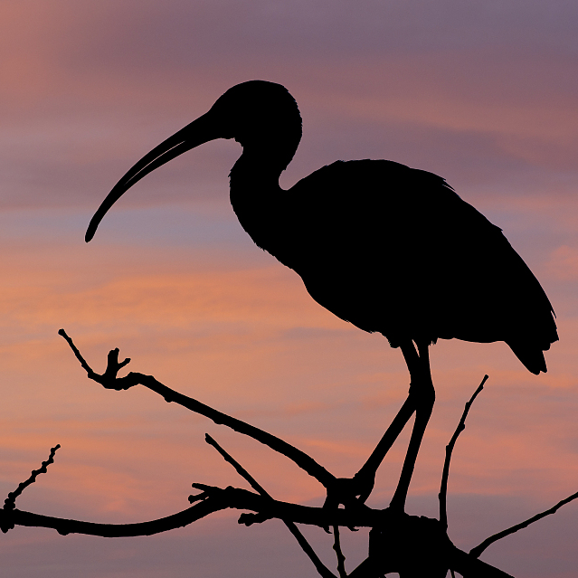 Live: Baby ibis thriving through summer with care of parents - CGTN