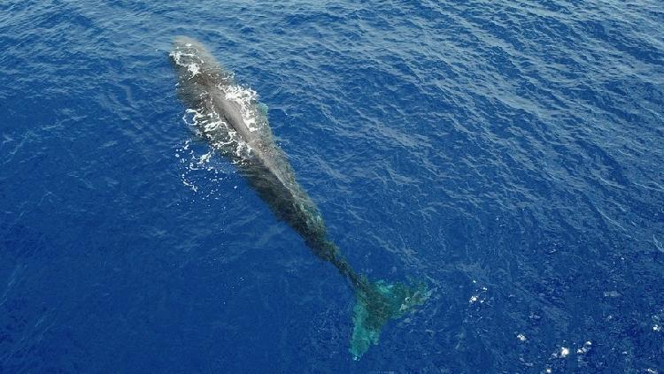 Chinese researchers spot 11 whale species during deep-sea expedition - CGTN