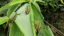 Locust movements slowed in southwest China - CGTN
