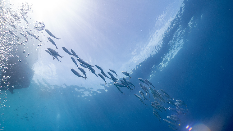 Marine heatwaves may force fish to flee huge distances: study - CGTN