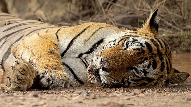 An Indian skipper frog and his big cat - CGTN